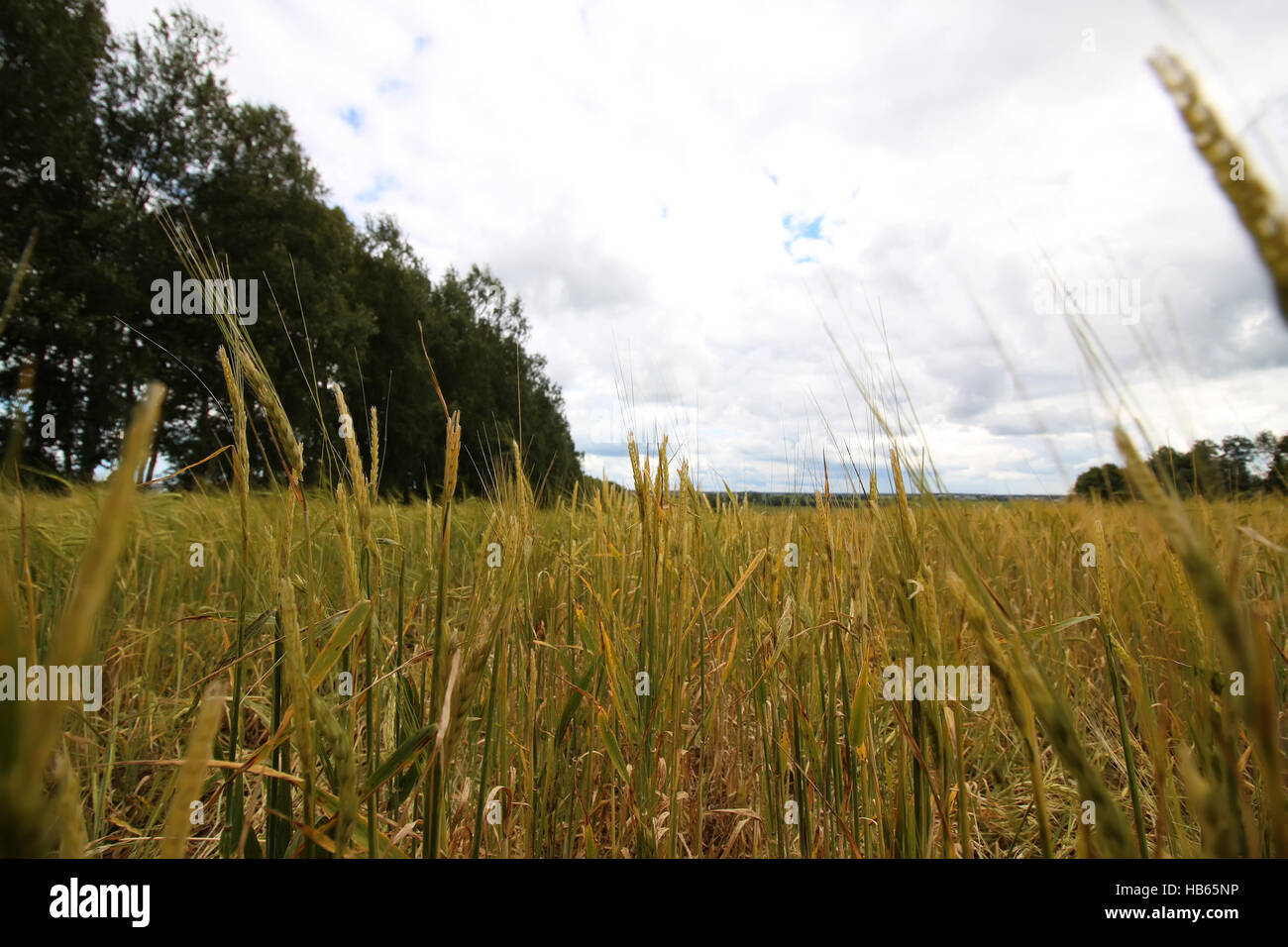 cereal rye field Stock Photo - Alamy