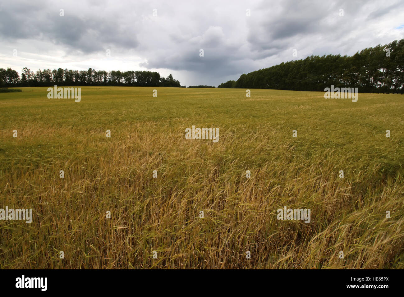 cereal rye field Stock Photo - Alamy