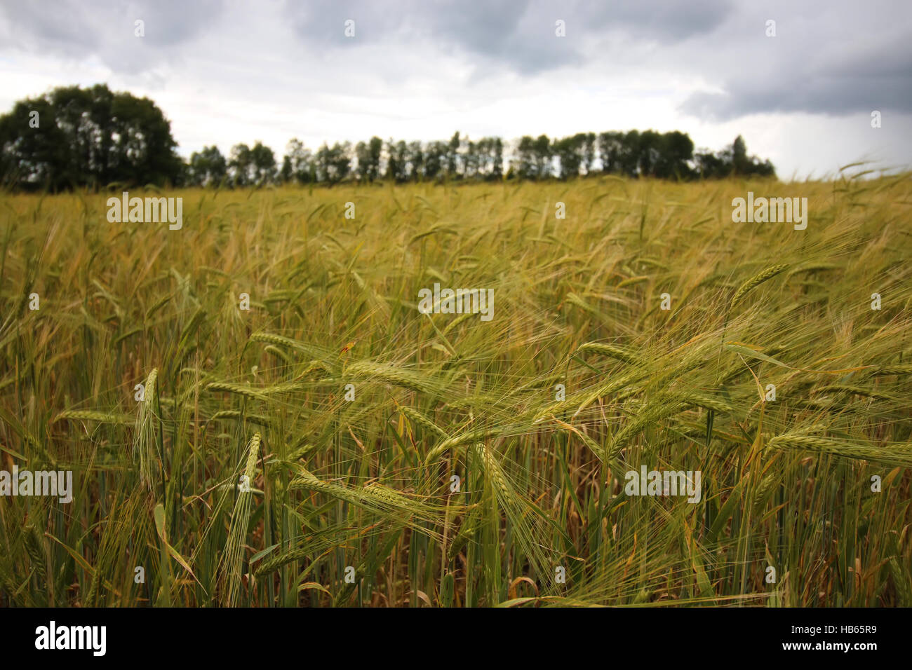 cereal rye field Stock Photo - Alamy
