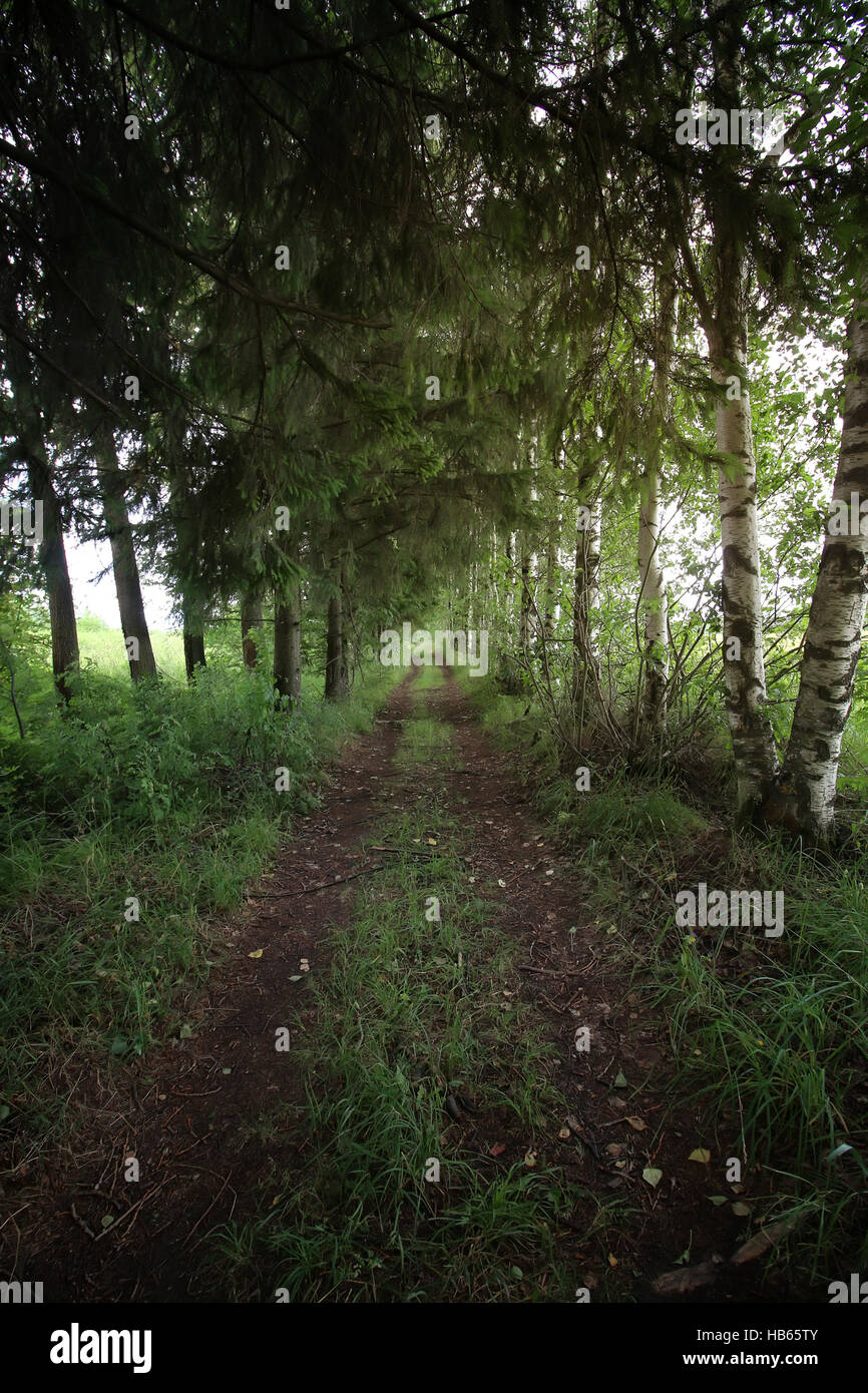 road ground forest tree Stock Photo - Alamy
