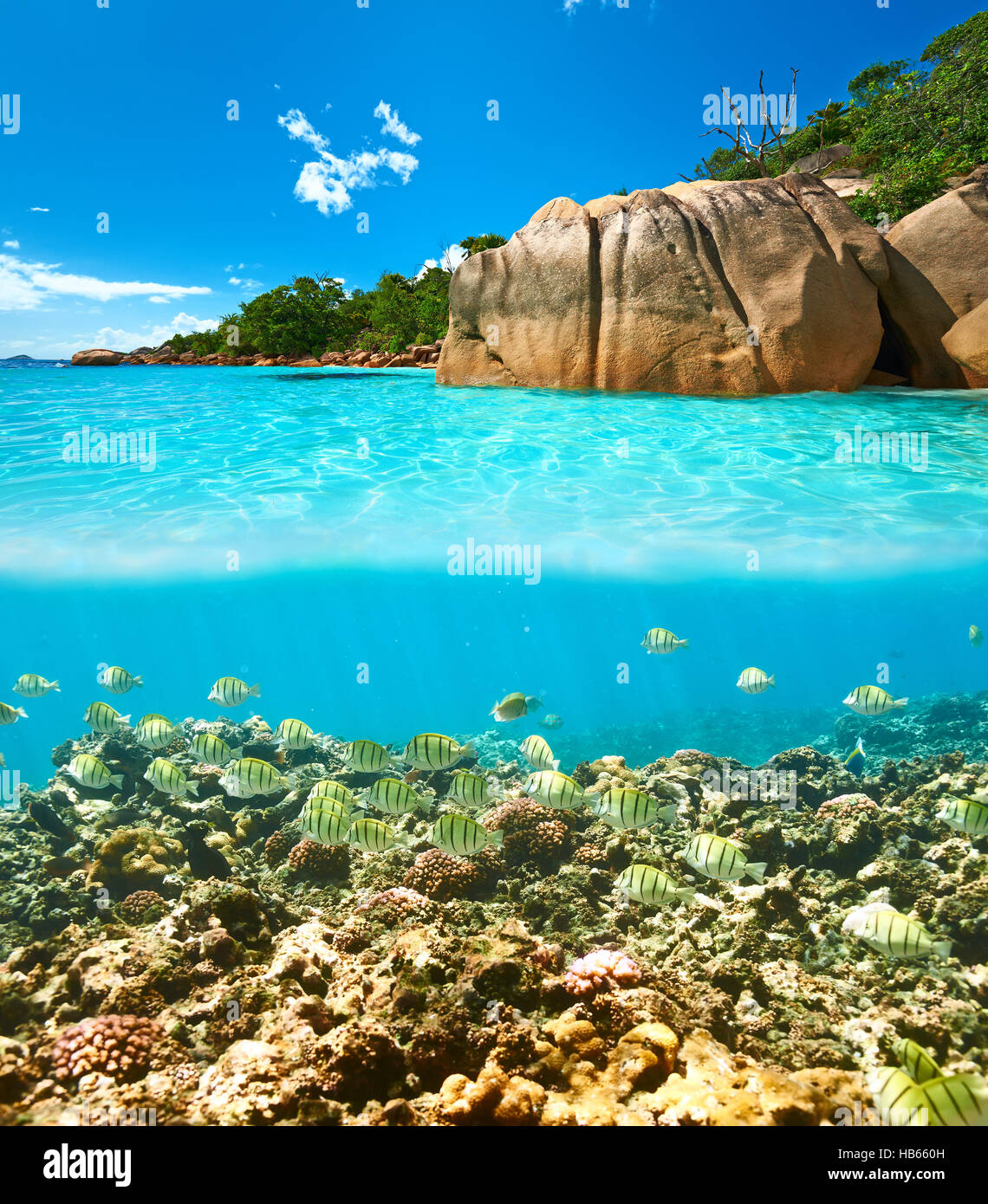 Coral reef and fish at Seychelles Stock Photo - Alamy