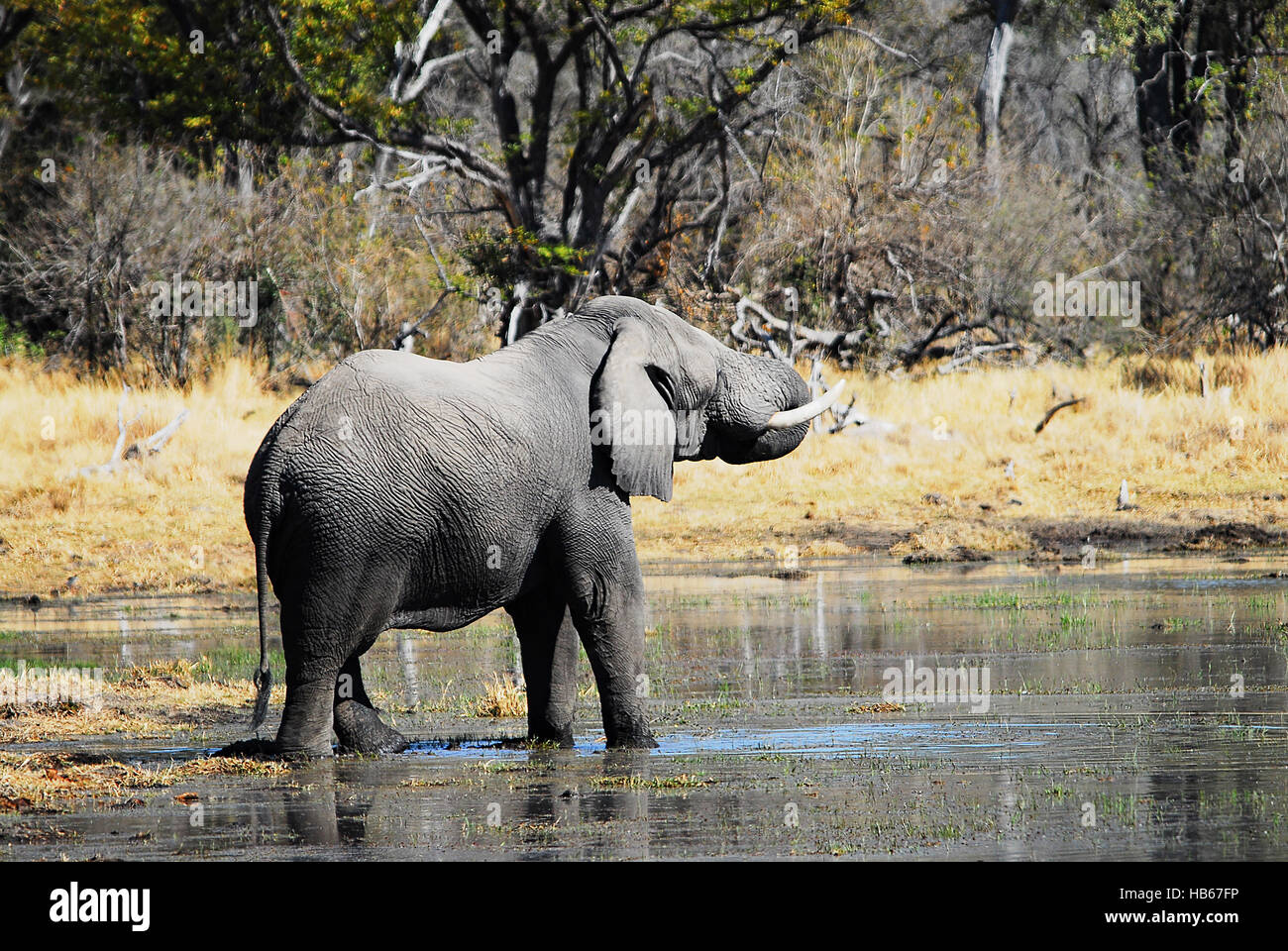 elephant in Namibia Africa Stock Photo - Alamy