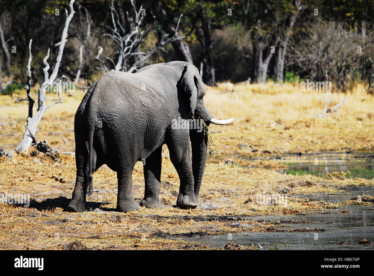 elephant in Namibia Africa Stock Photo - Alamy
