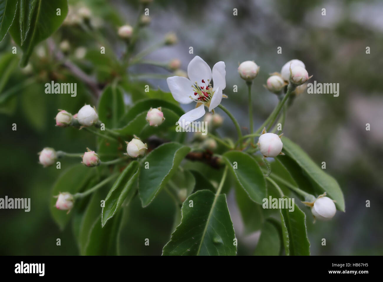 spring macro leaf and flower of new life Stock Photo - Alamy