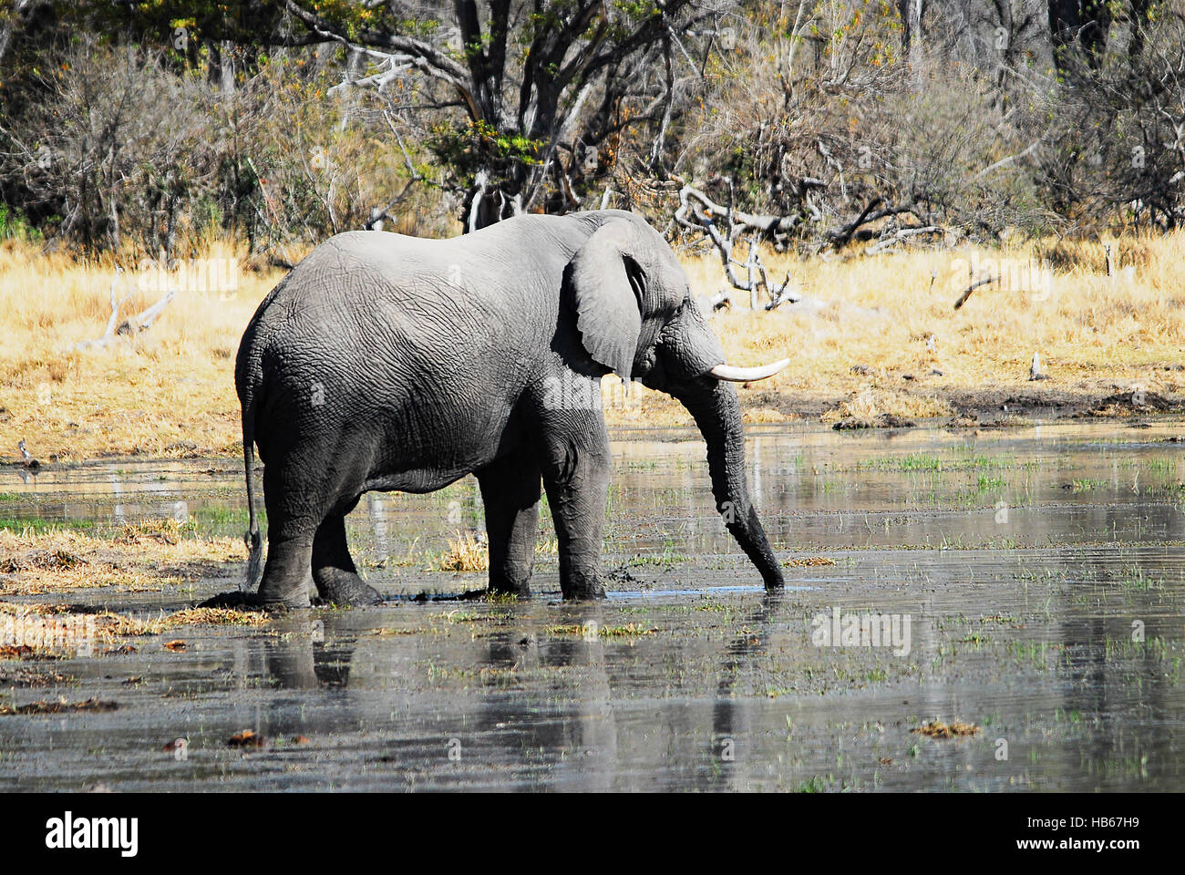 elephant in Namibia Africa Stock Photo - Alamy