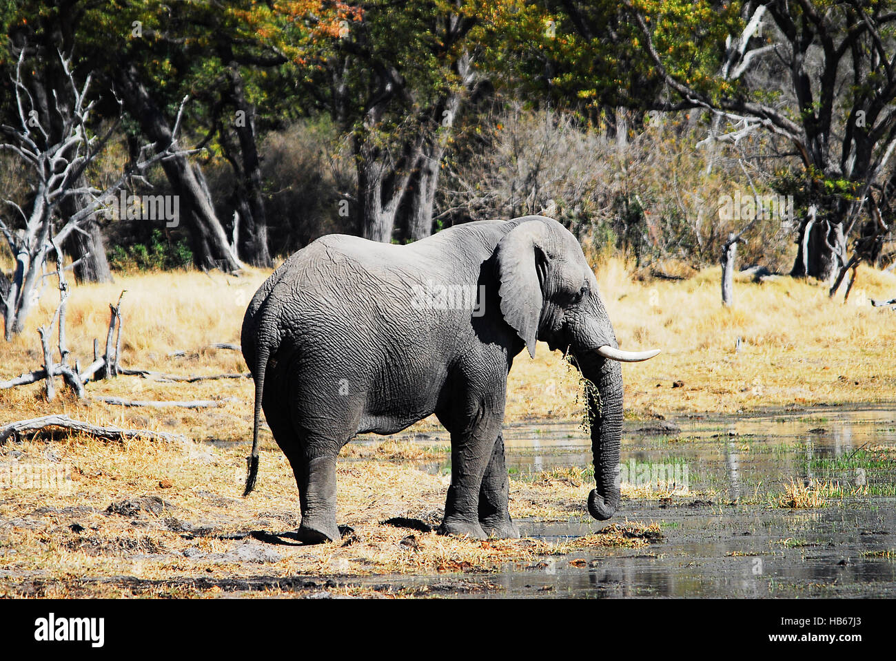 elephant in Namibia Afrika Stock Photo - Alamy