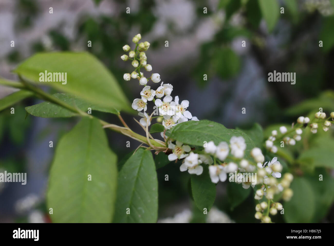spring macro leaf and flower of new life Stock Photo - Alamy