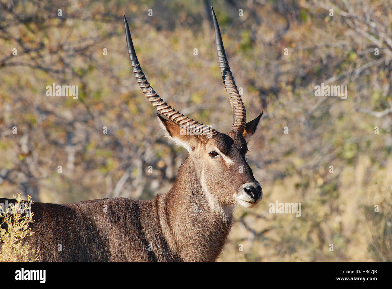 Impala antelope okavango hi-res stock photography and images - Alamy