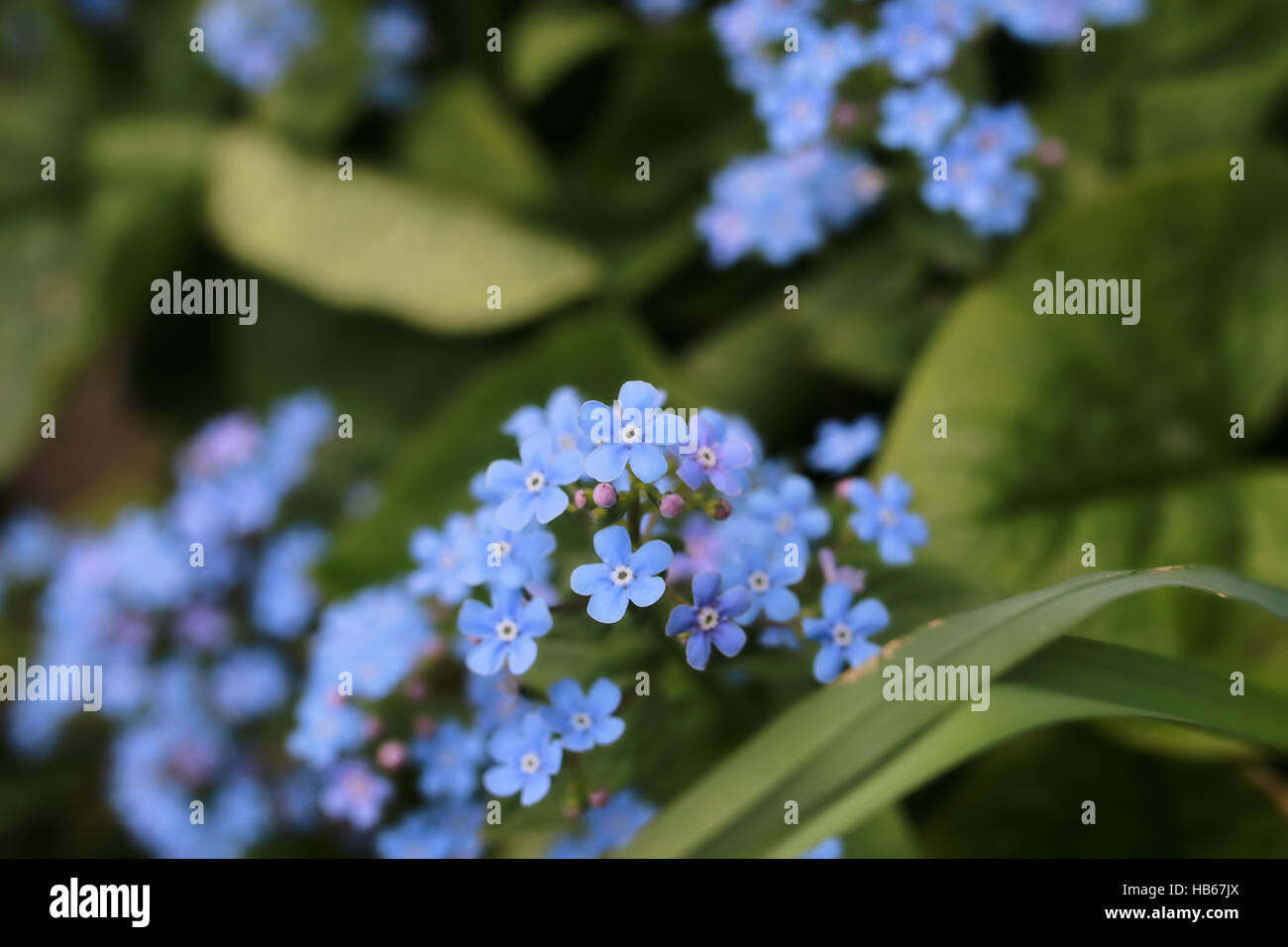 spring macro leaf and flower of new life Stock Photo - Alamy