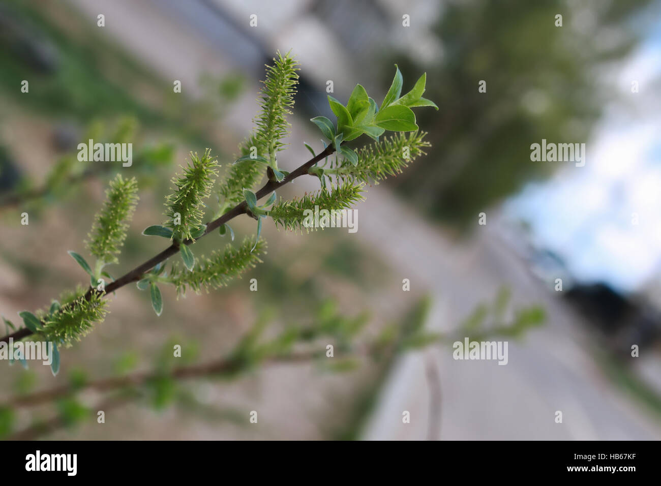 spring macro leaf and flower of new life Stock Photo - Alamy