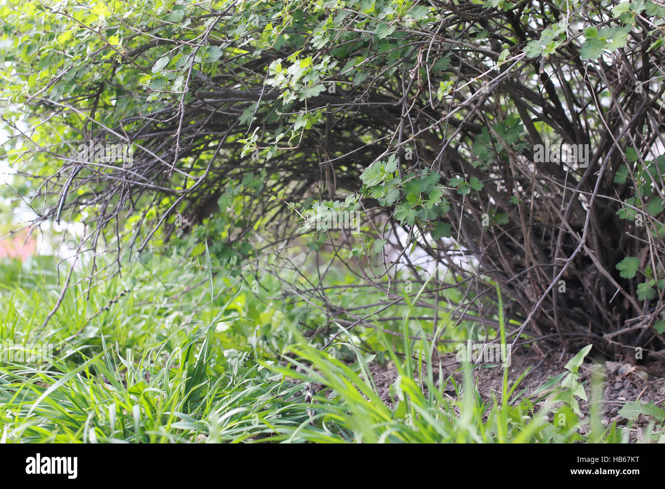 spring macro leaf and flower of new life Stock Photo - Alamy