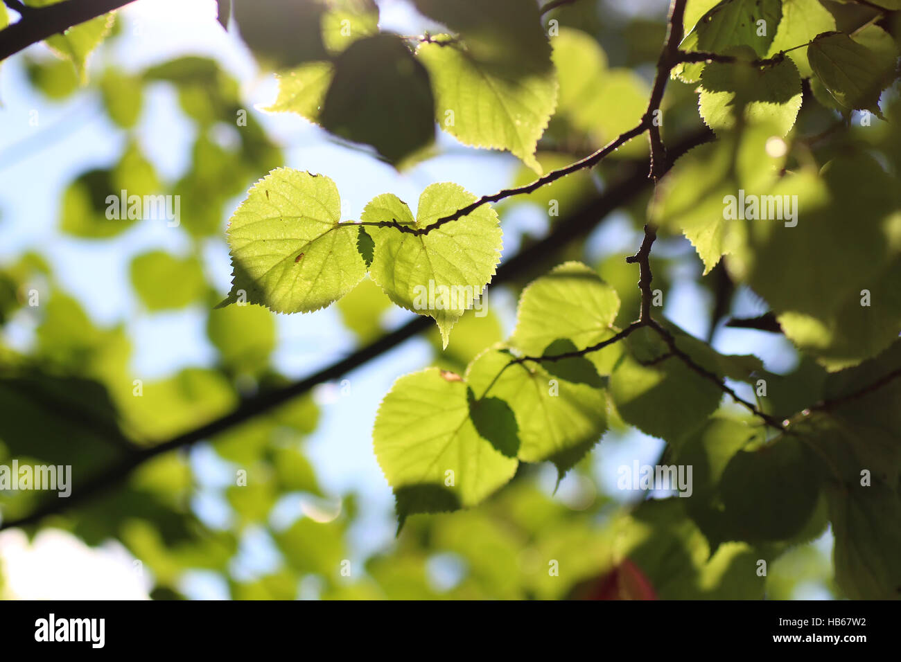 leaf tree background backlight sunlight Stock Photo - Alamy