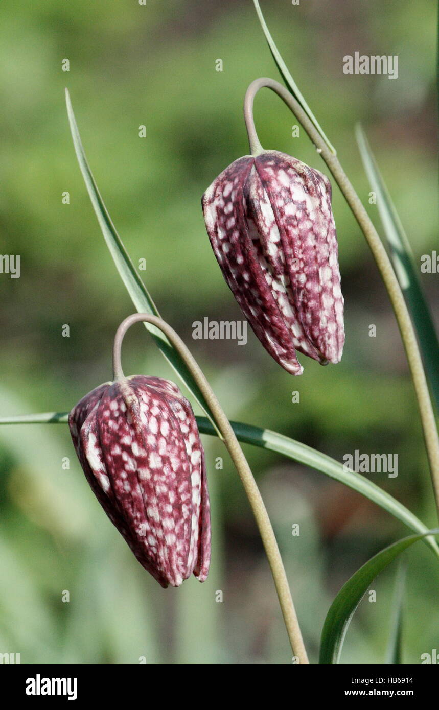 checkerboard flower, double Stock Photo - Alamy
