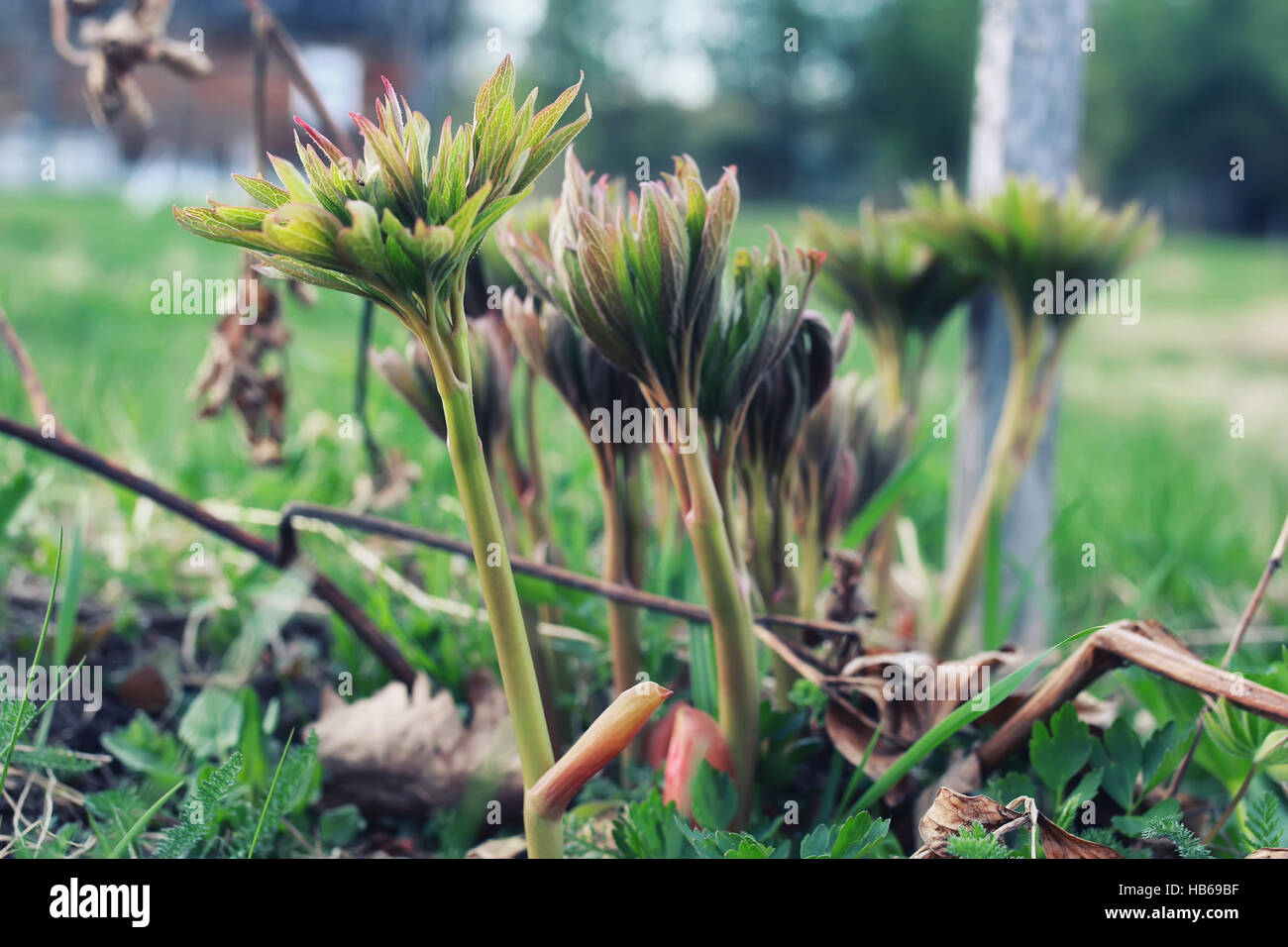 spring grass and flower in a field Stock Photo - Alamy