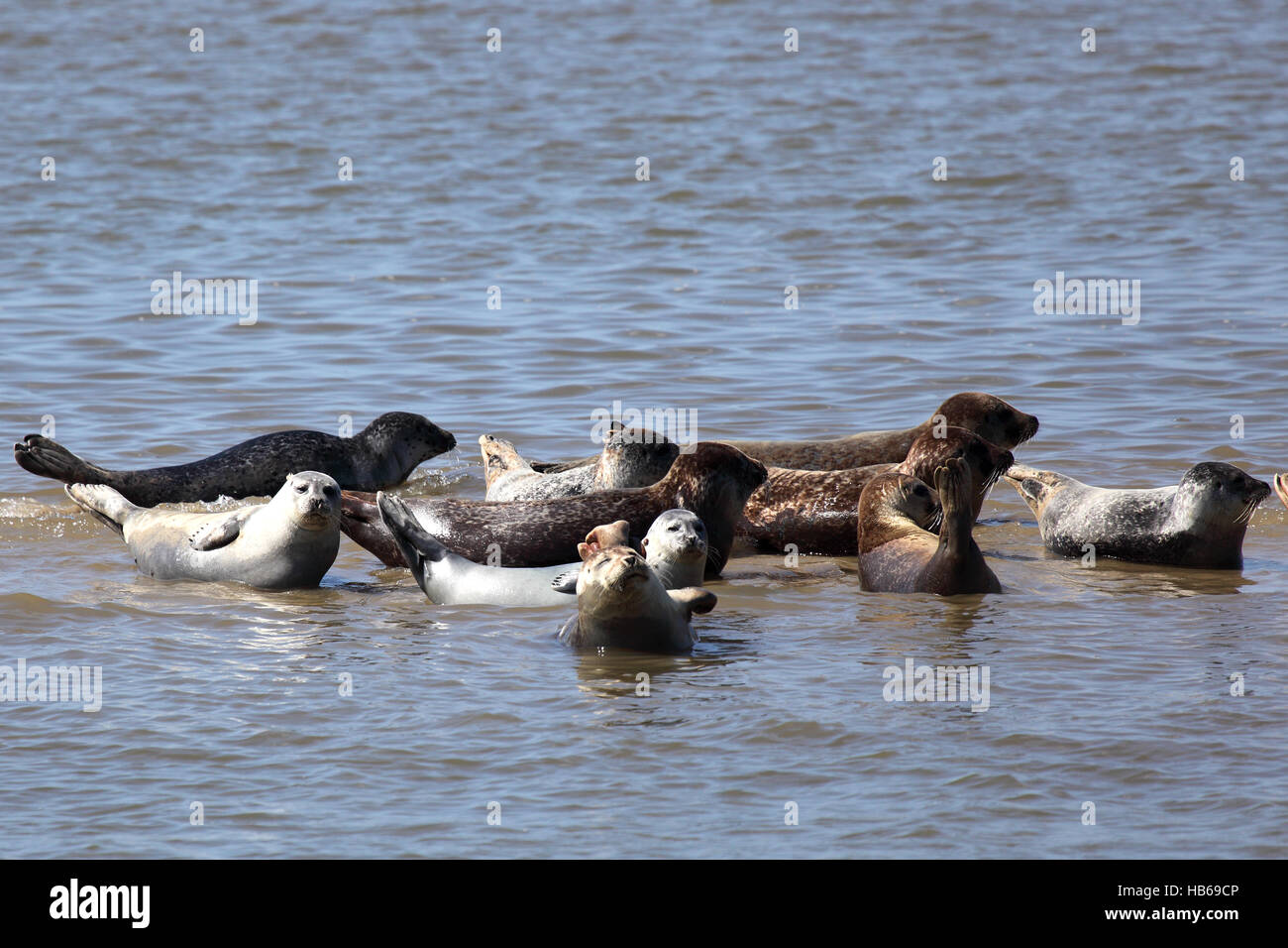 Free seals hi-res stock photography and images - Alamy