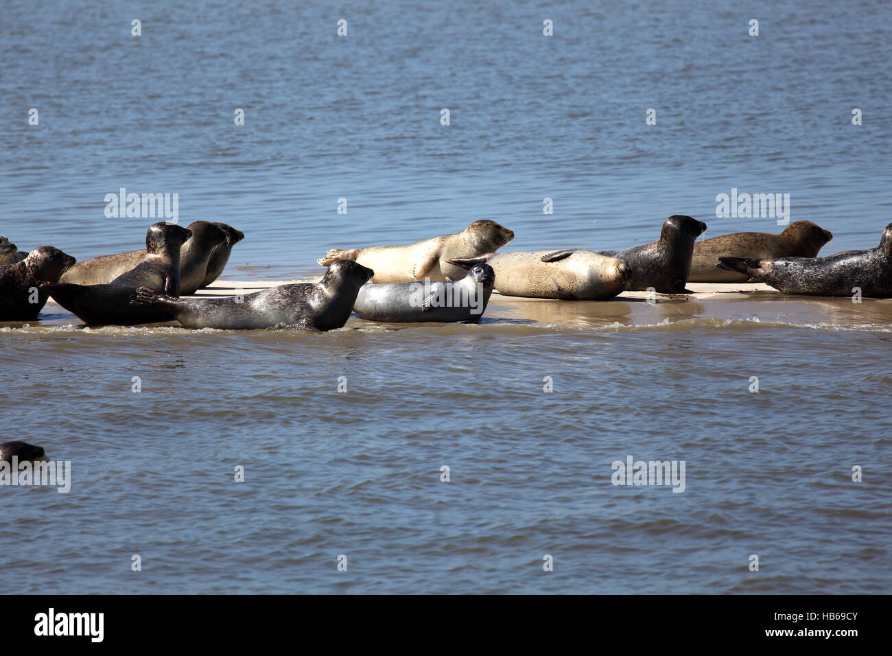 Seal ride hi-res stock photography and images - Alamy