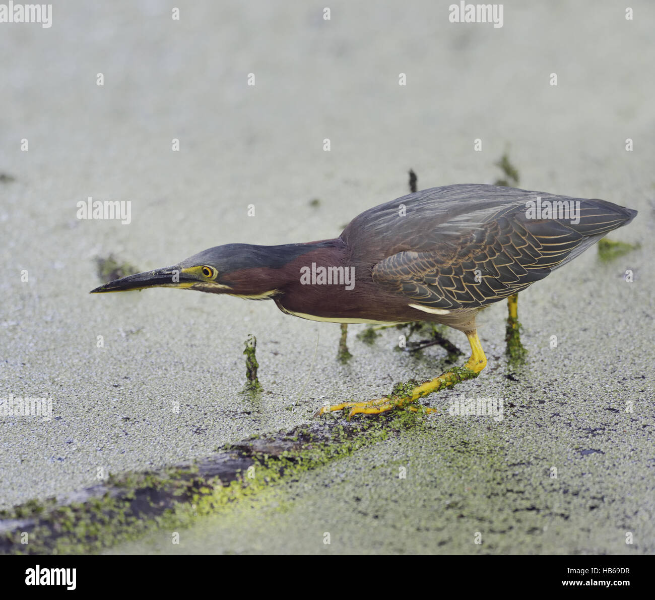 Green Heron Fishing Stock Photo - Alamy