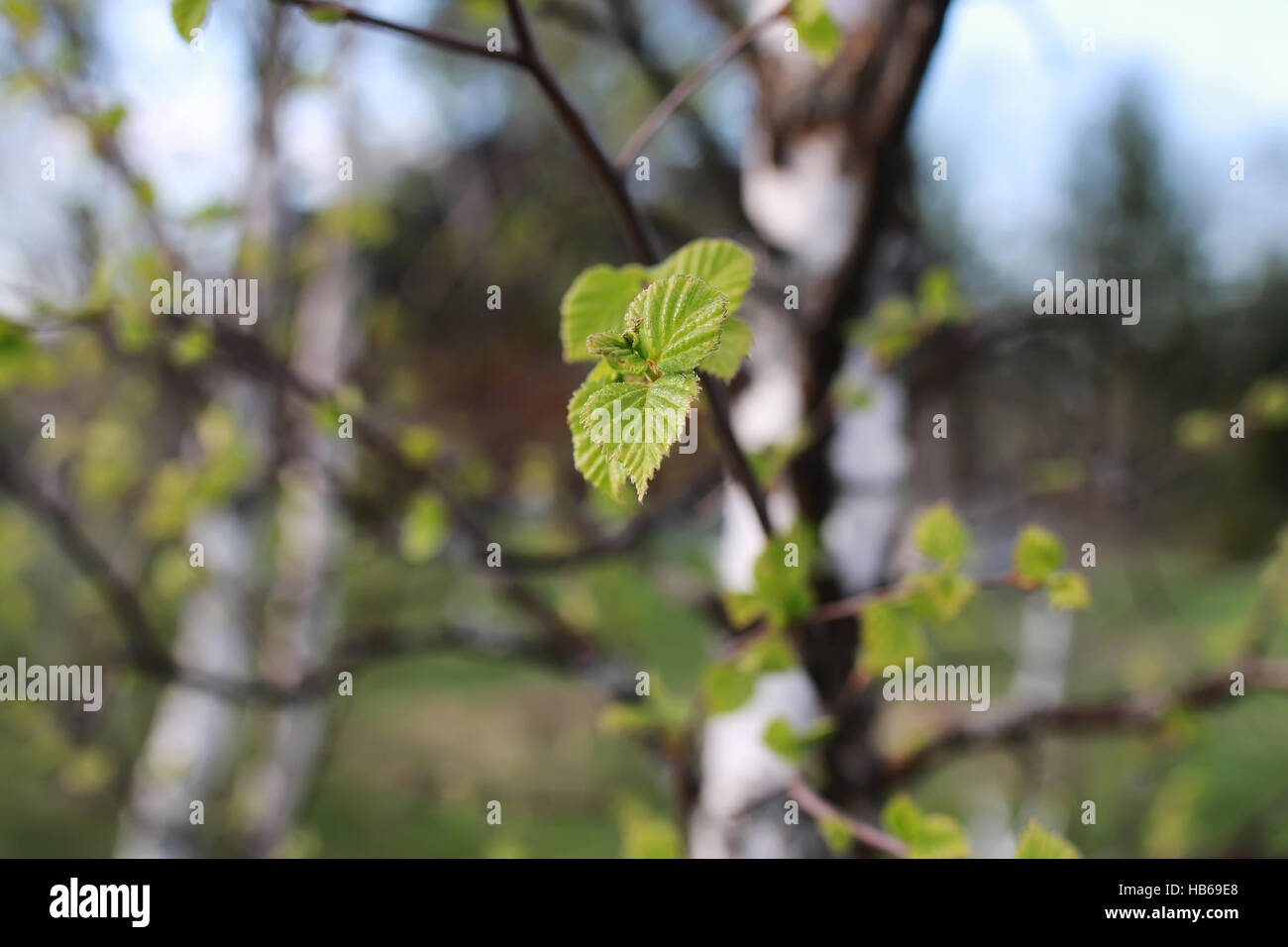 fresh spring leaves on a tree Stock Photo - Alamy
