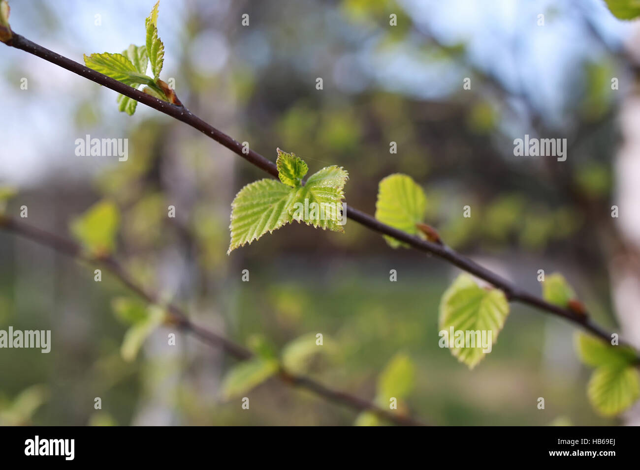 fresh spring leaves on a tree Stock Photo - Alamy