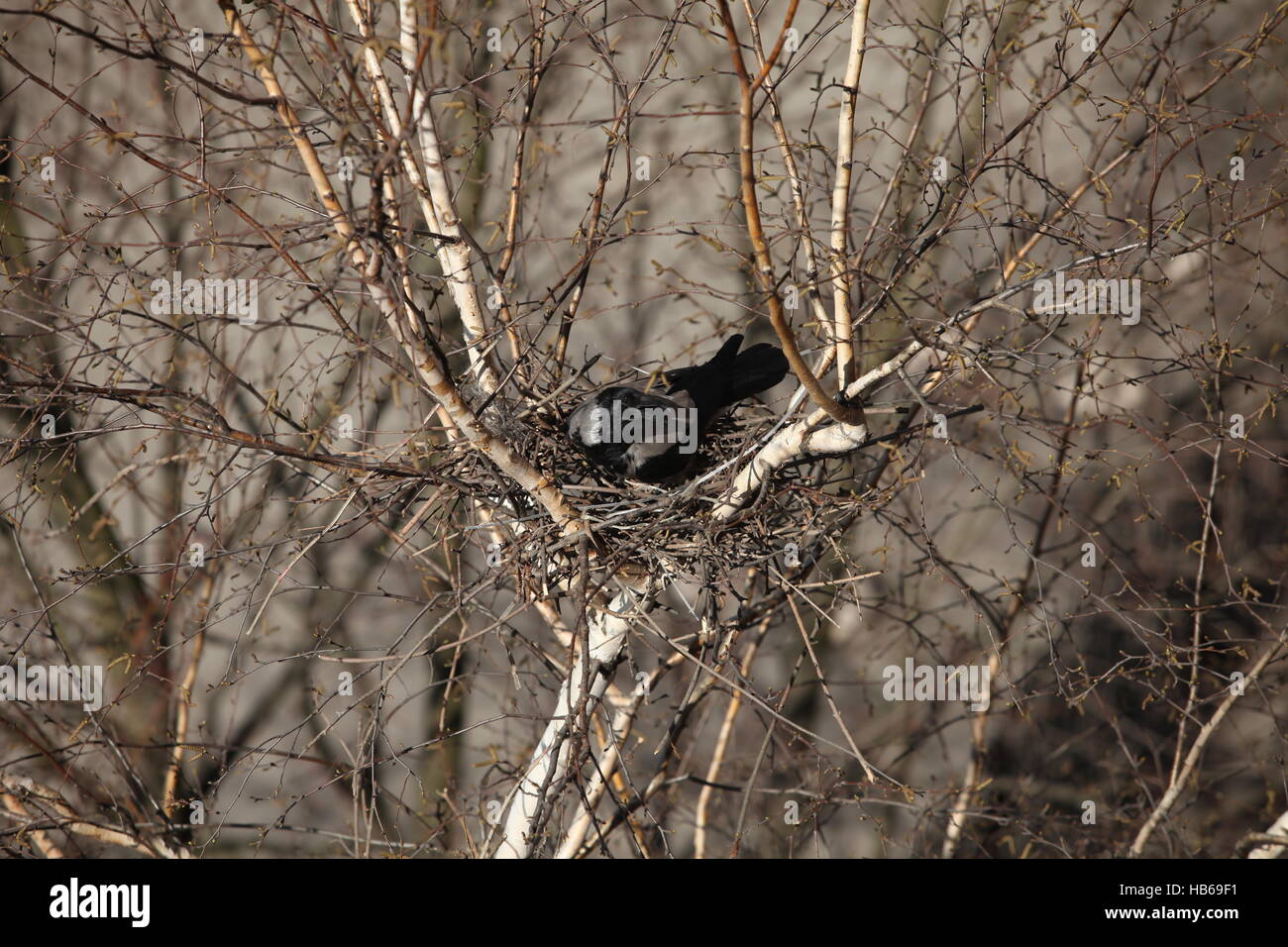 Raven in nest hi-res stock photography and images - Alamy