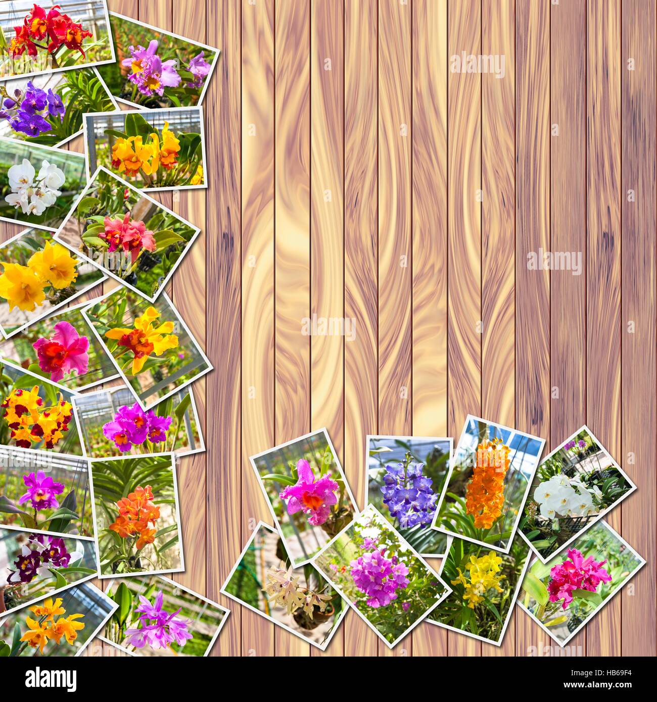 Stack Photos of Orchids Stock Photo - Alamy