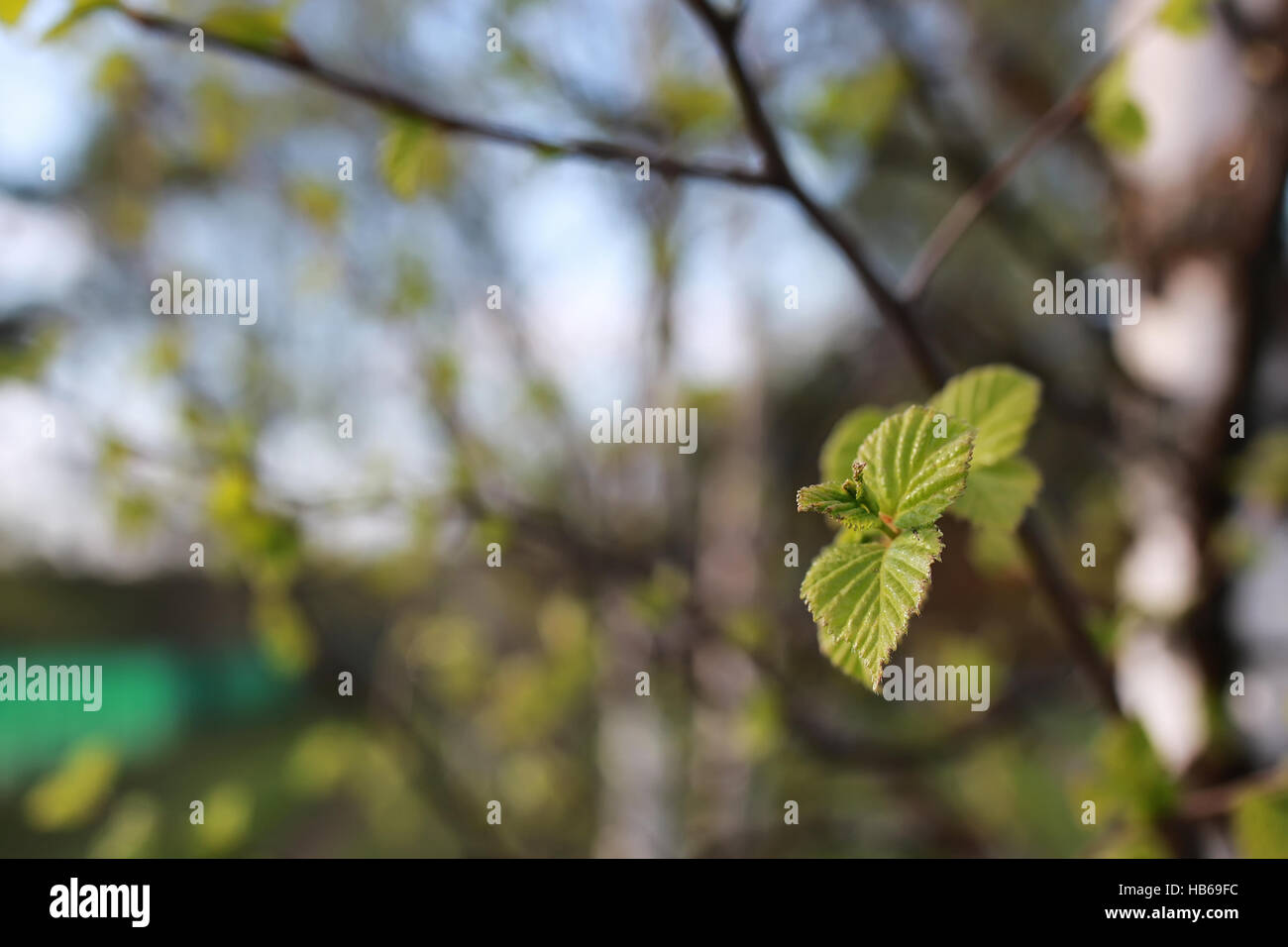 fresh spring leaves on a tree Stock Photo - Alamy