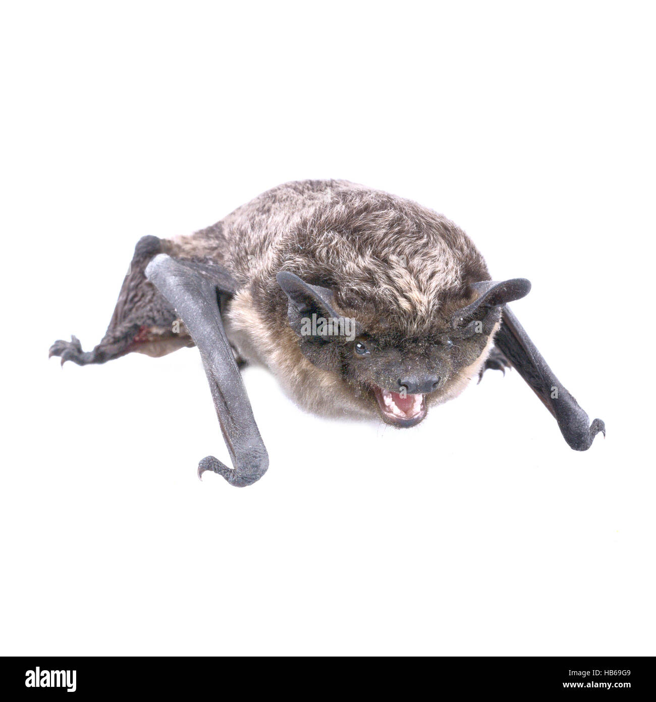 Angry bat on a white background Stock Photo - Alamy