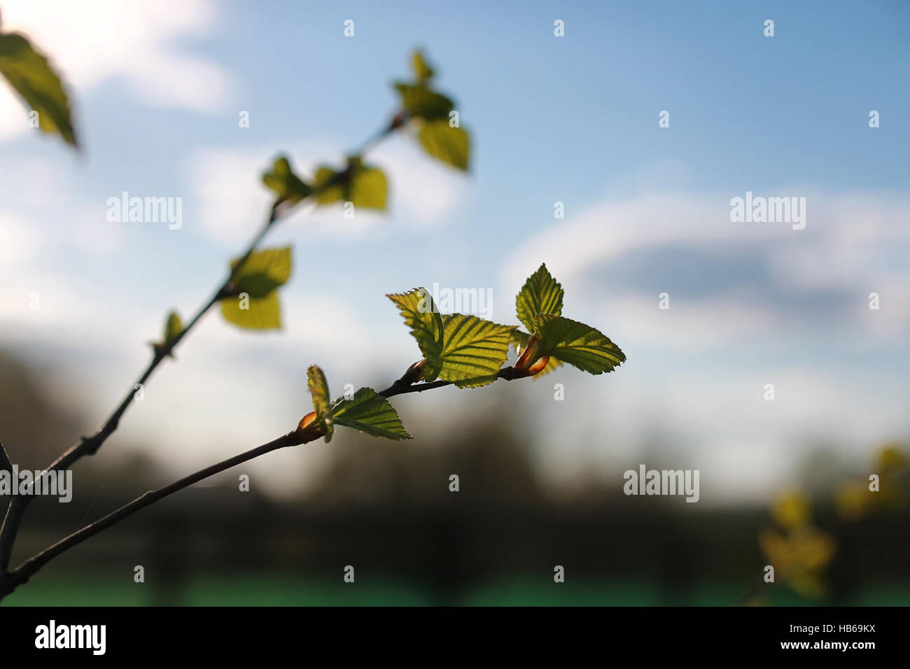 fresh spring leaves on a tree Stock Photo - Alamy