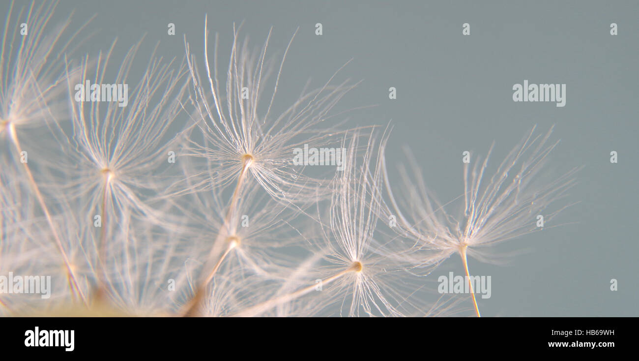 Hawkbit seed hi-res stock photography and images - Alamy