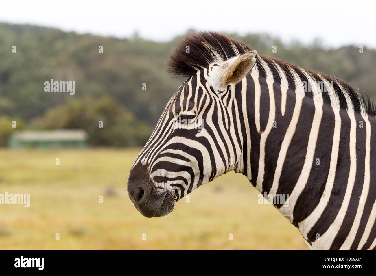 Wildlife zebra ostrich game hi-res stock photography and images - Alamy