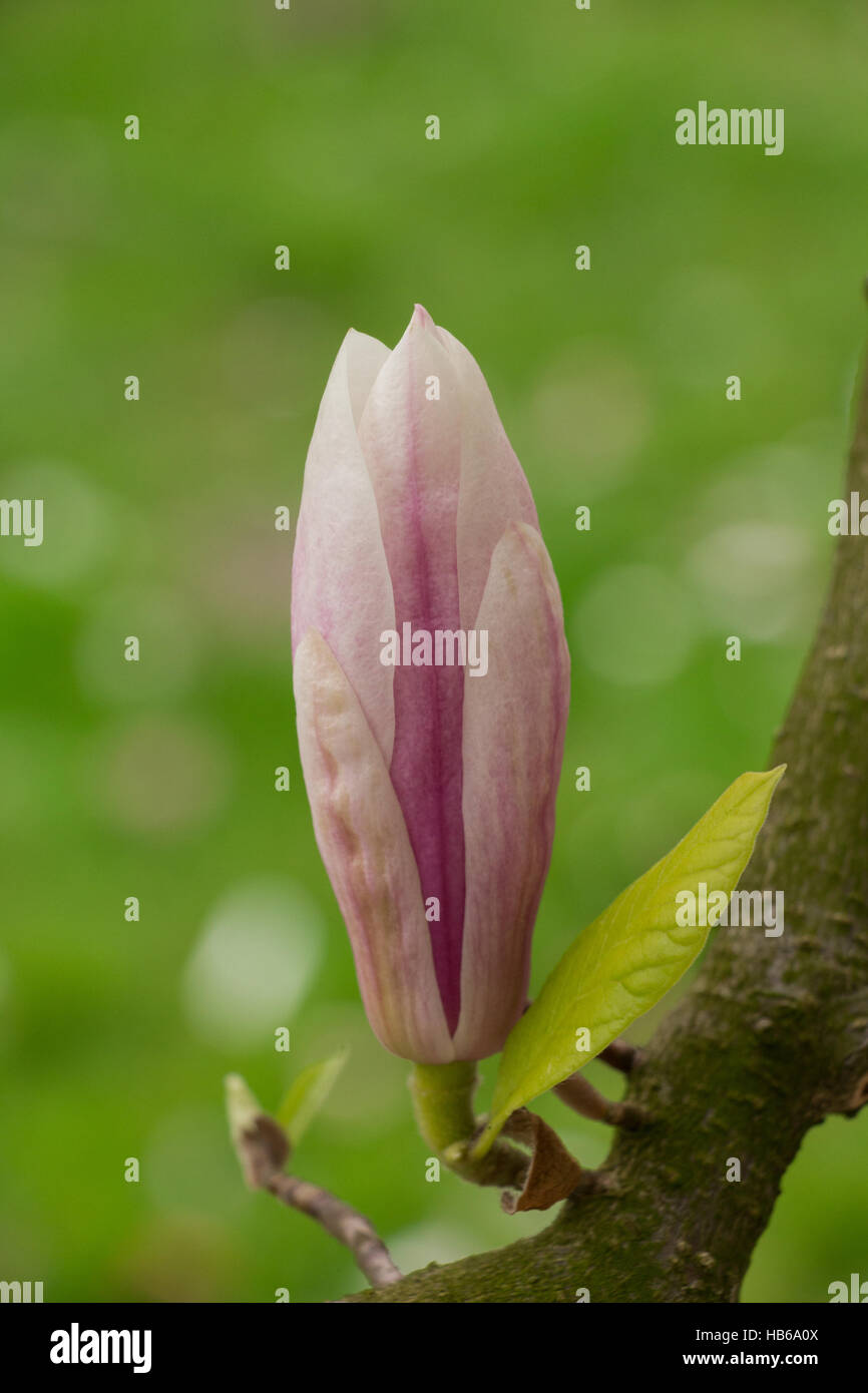 Rosa magnolia hi-res stock photography and images - Alamy