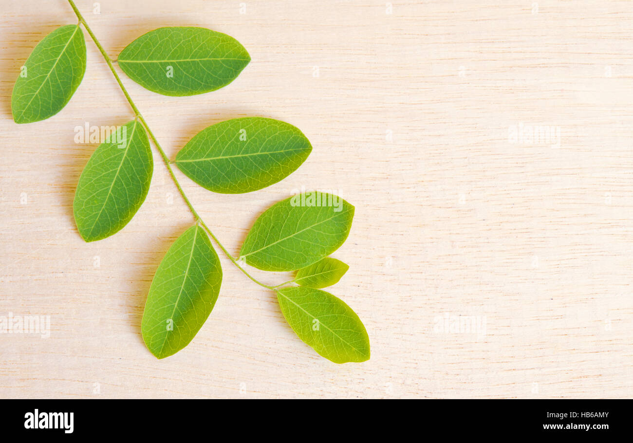 Moringa (Also known as Moringa oleifera Lam., MORINGACEAE, Futaba kom ...