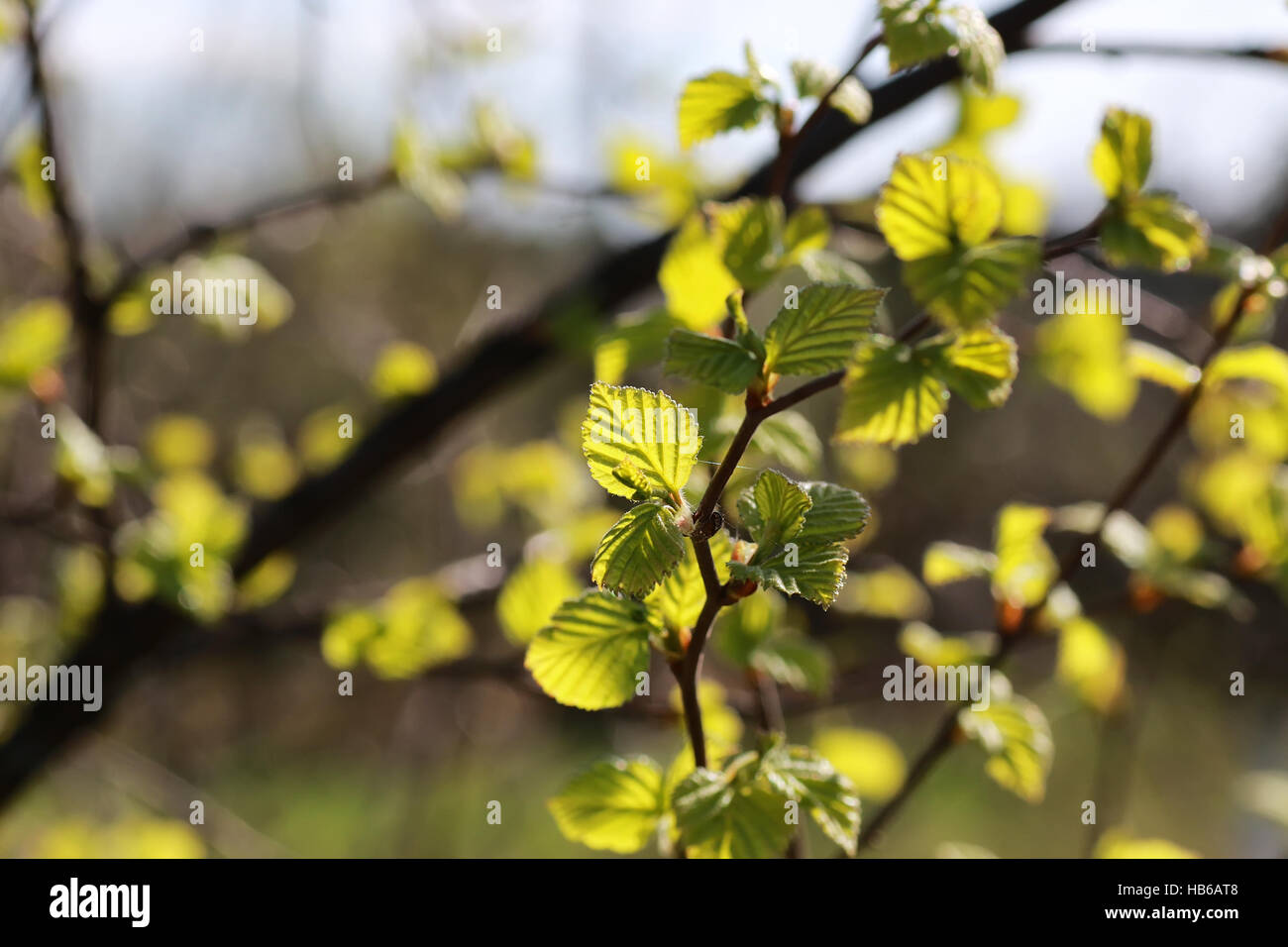 fresh spring leaves on a tree Stock Photo - Alamy