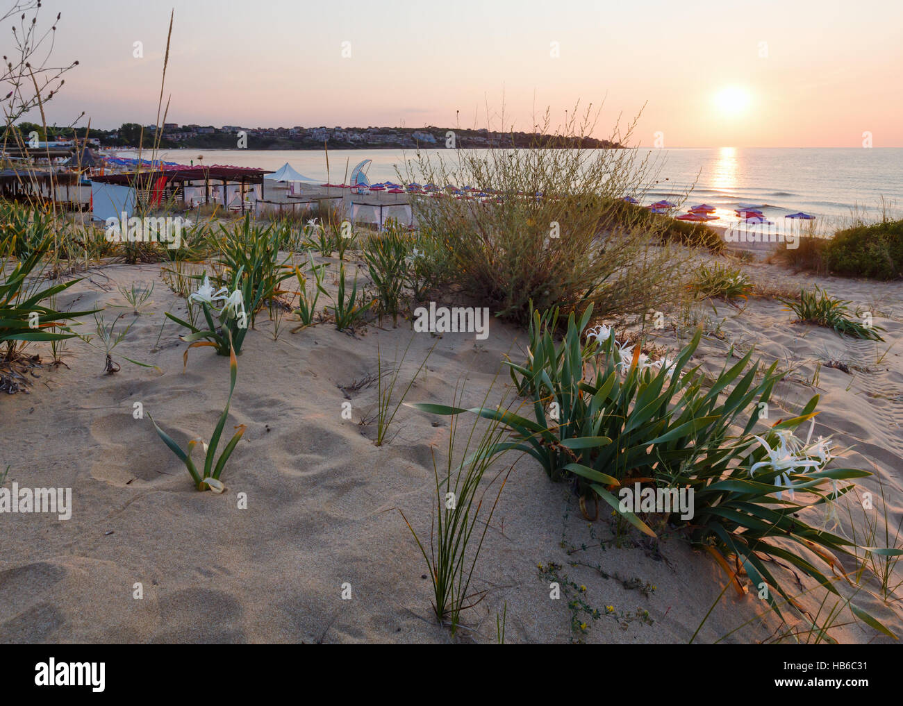 White Sand Lilies Stock Photo - Alamy