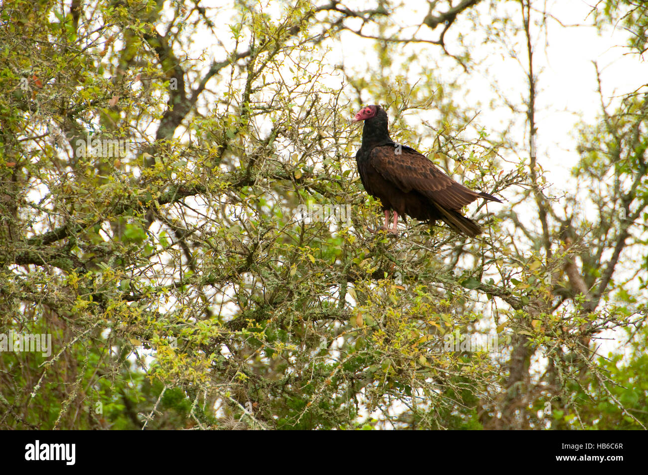 Turkey vulture, Bandera County, Texas Stock Photo - Alamy