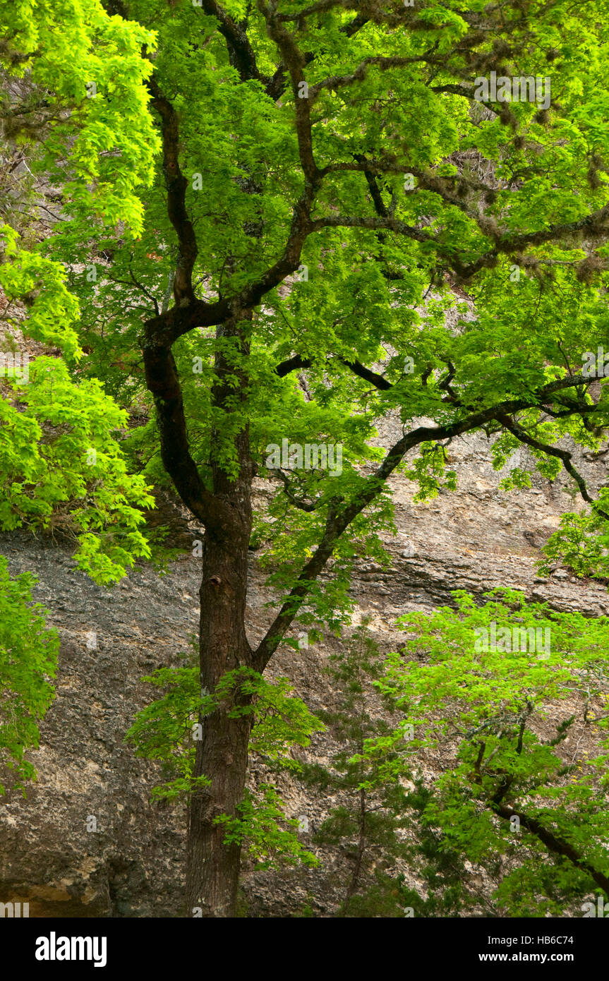 Uvalde big-tooth maple (Acer grandidentatum), Lost Maples State Park ...