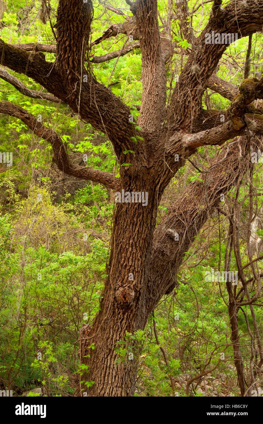 Oak, Lost Maples State Park, Texas Stock Photo - Alamy