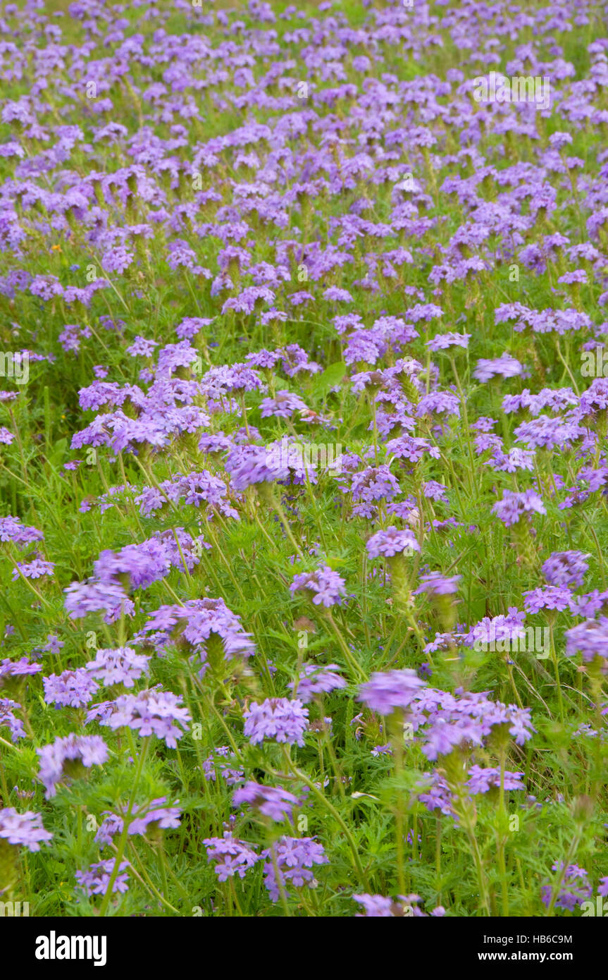 Verbena field, Garner State Park, Texas Stock Photo - Alamy
