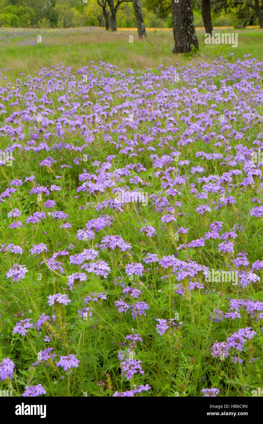 Verbena field, Garner State Park, Texas Stock Photo - Alamy
