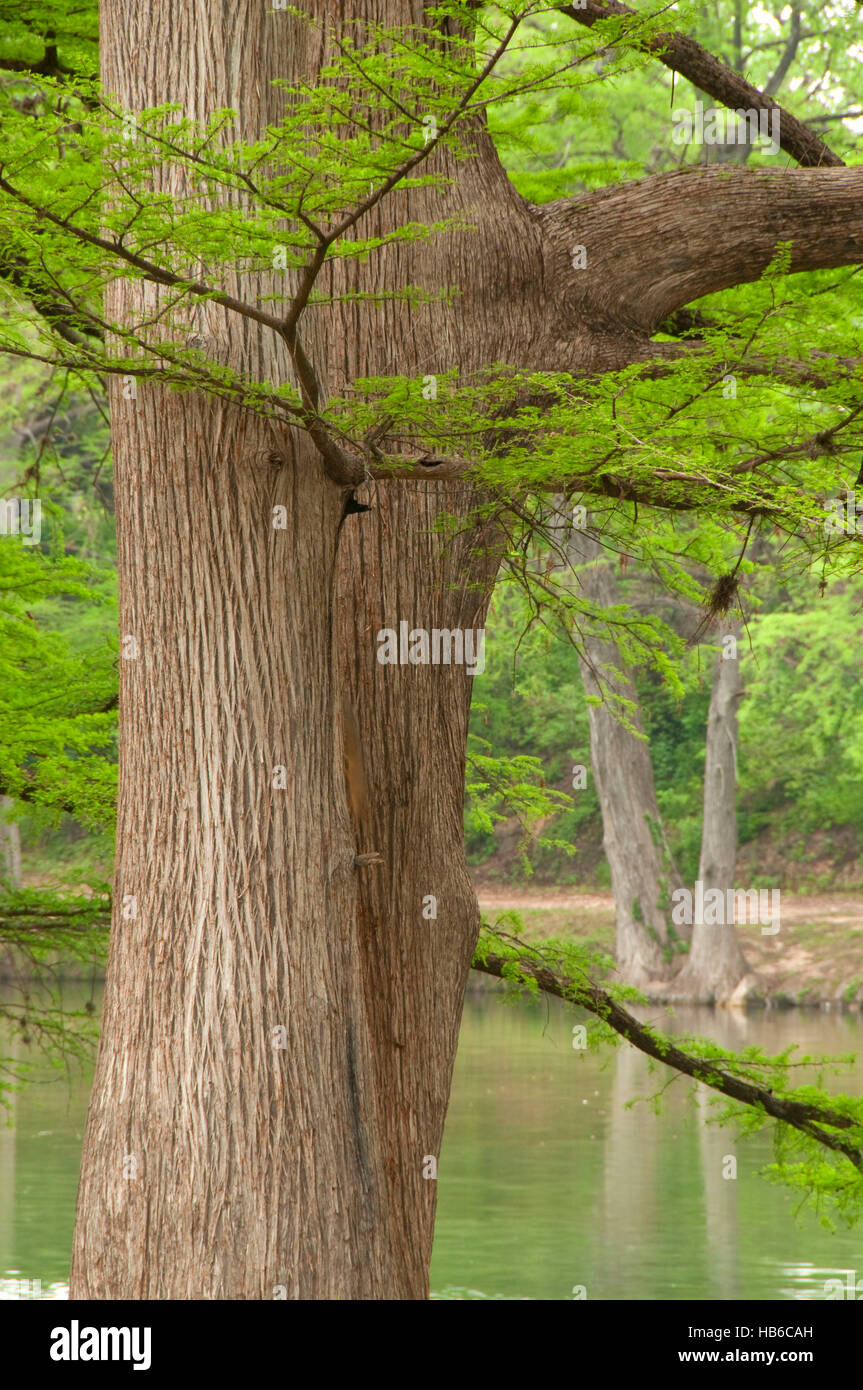 Texas cypress tree hi-res stock photography and images - Alamy