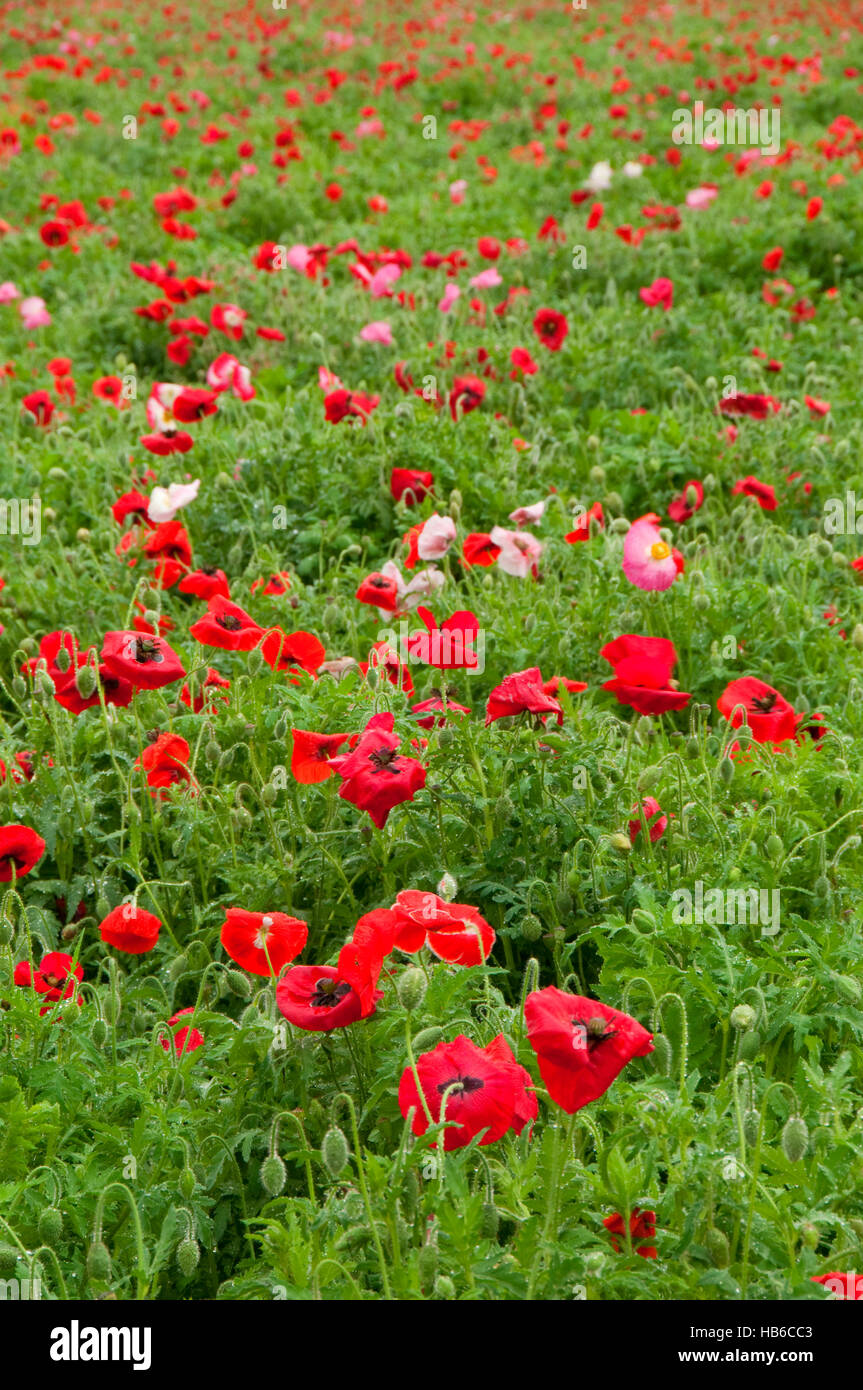 Poppy field, Wildseed Farms, Fredricksburg, Texas Stock Photo - Alamy