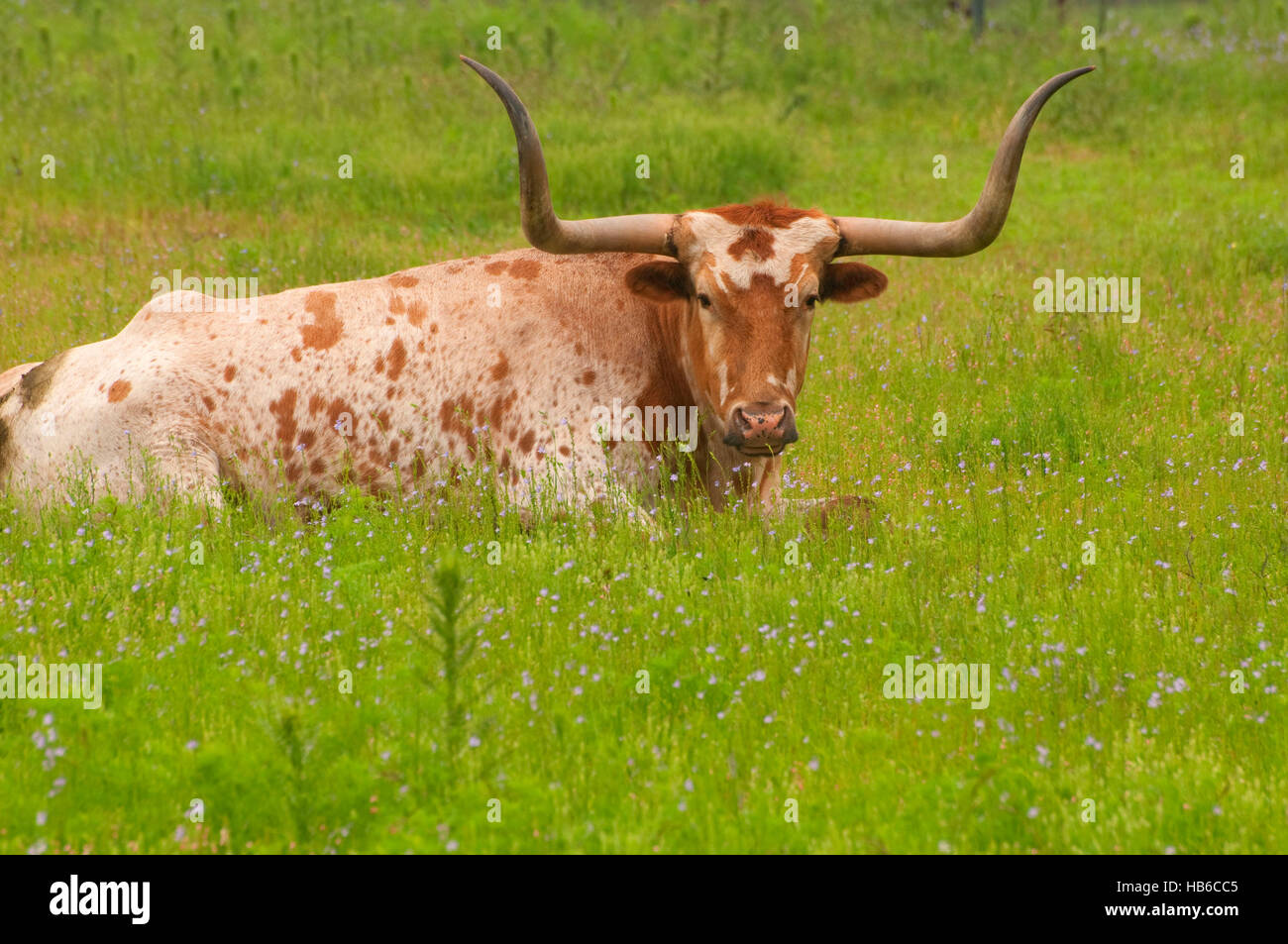 Longhorn cattle, Lyndon B. Johnson State Park and Historic Site, Texas ...