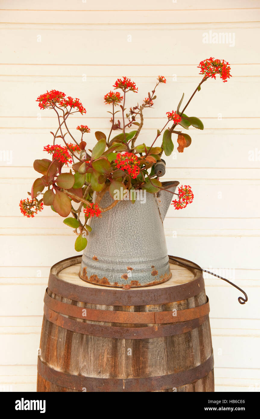 Flowers in coffeepot, Sauer-Beckmann Farm, Lyndon B. Johnson State Park ...
