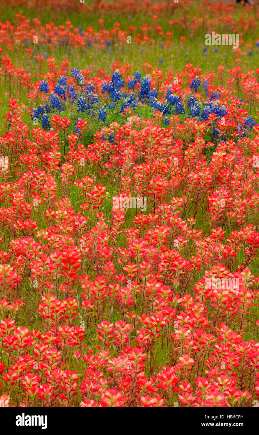 Indian paintbrush field with Texas bluebonnets, Fredricksburg, Texas ...