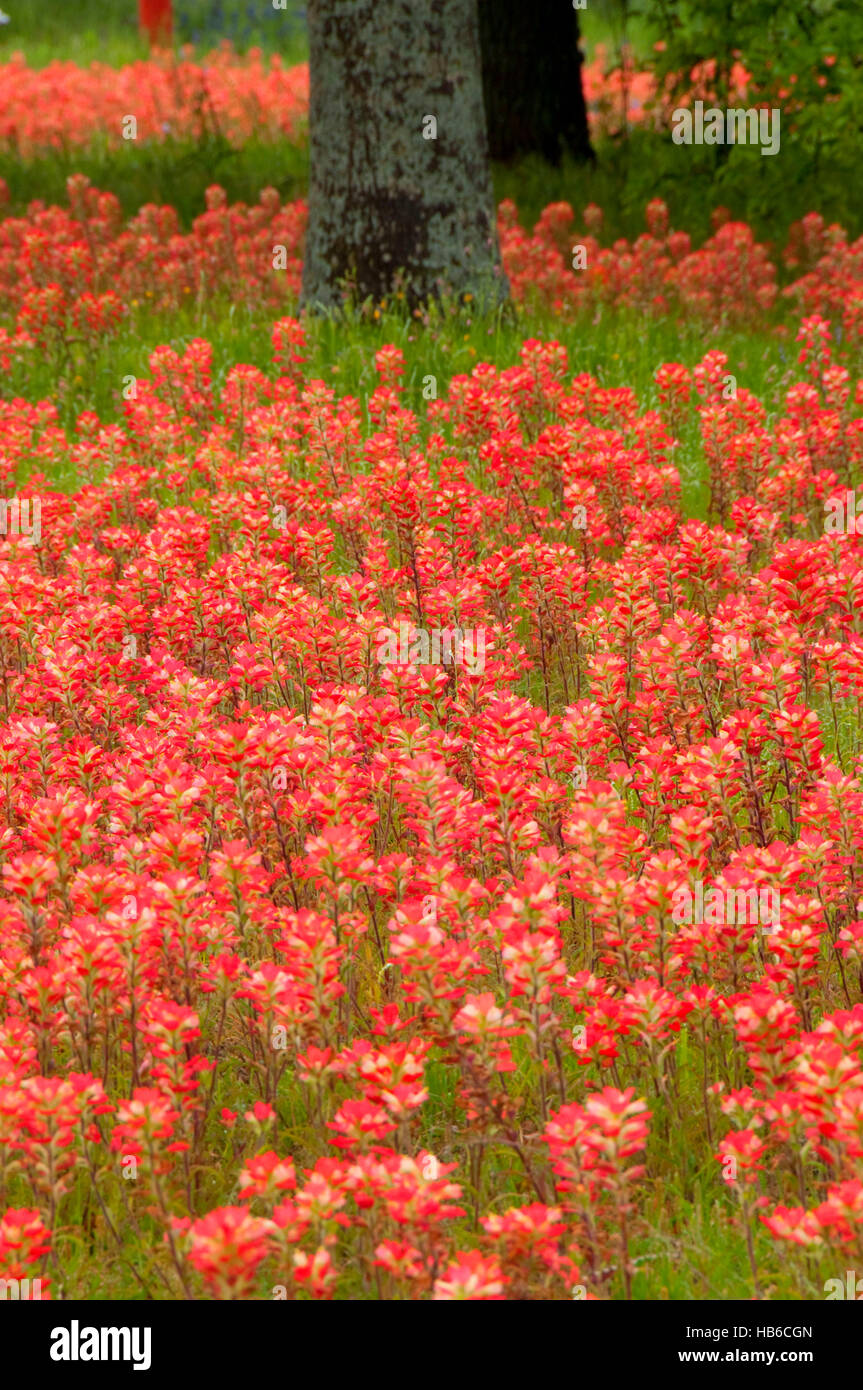 Field Of Indian Paintbrush Wildflowers High Resolution Stock ...