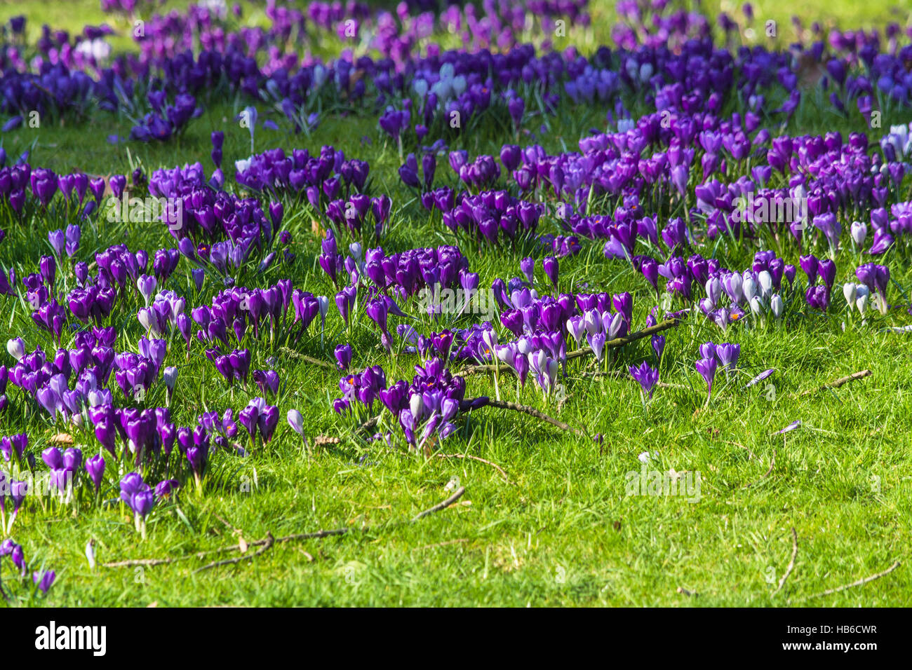 Plant pollen purple season soil spring hi-res stock photography and ...