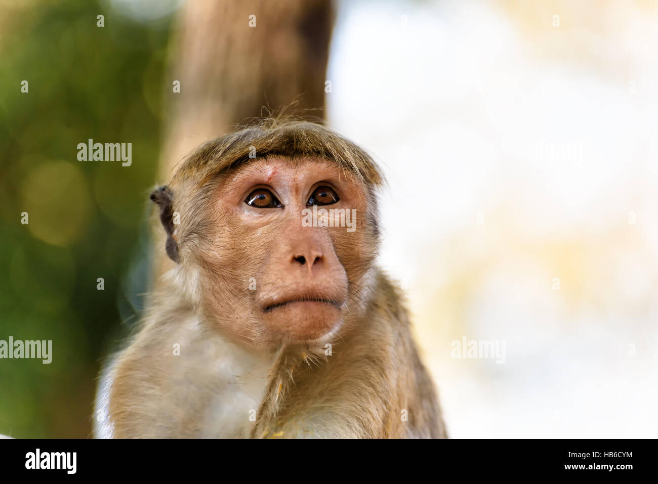 Bonnet monkey hi-res stock photography and images - Alamy