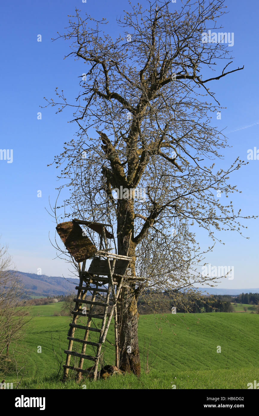 Old cherry tree hi-res stock photography and images - Alamy