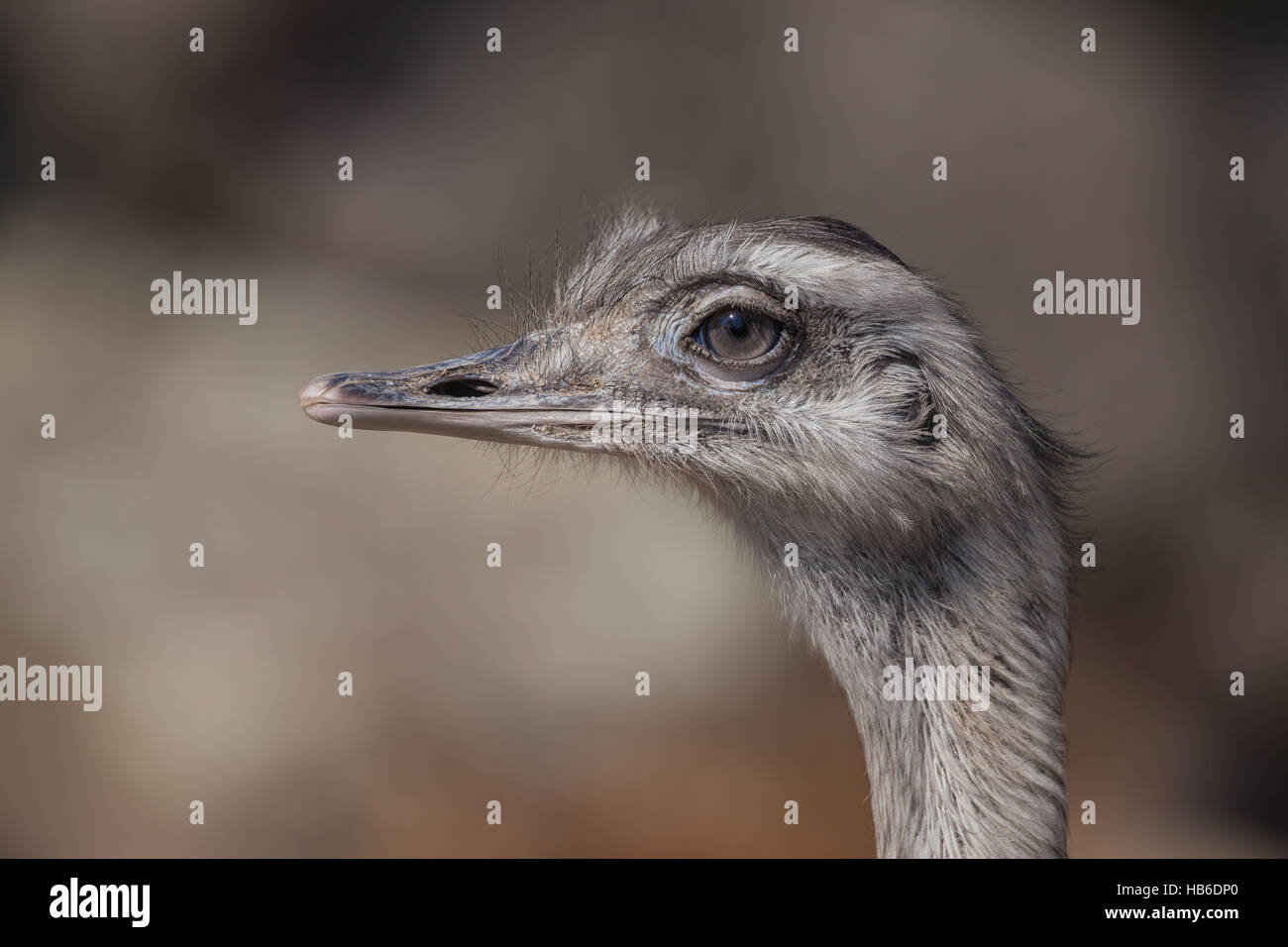 Munggen hi-res stock photography and images - Alamy