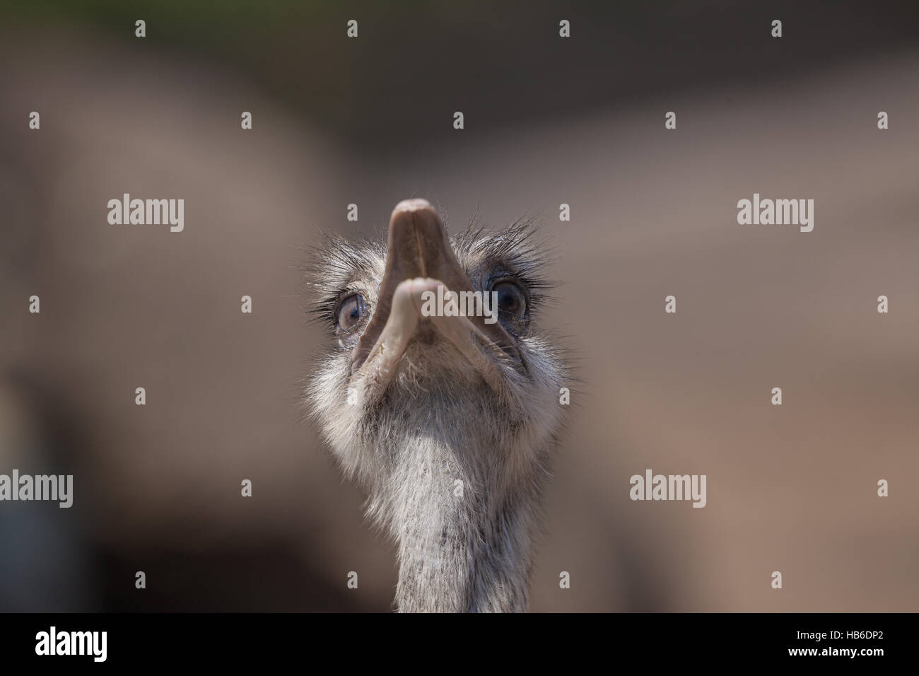 Munggen hi-res stock photography and images - Alamy